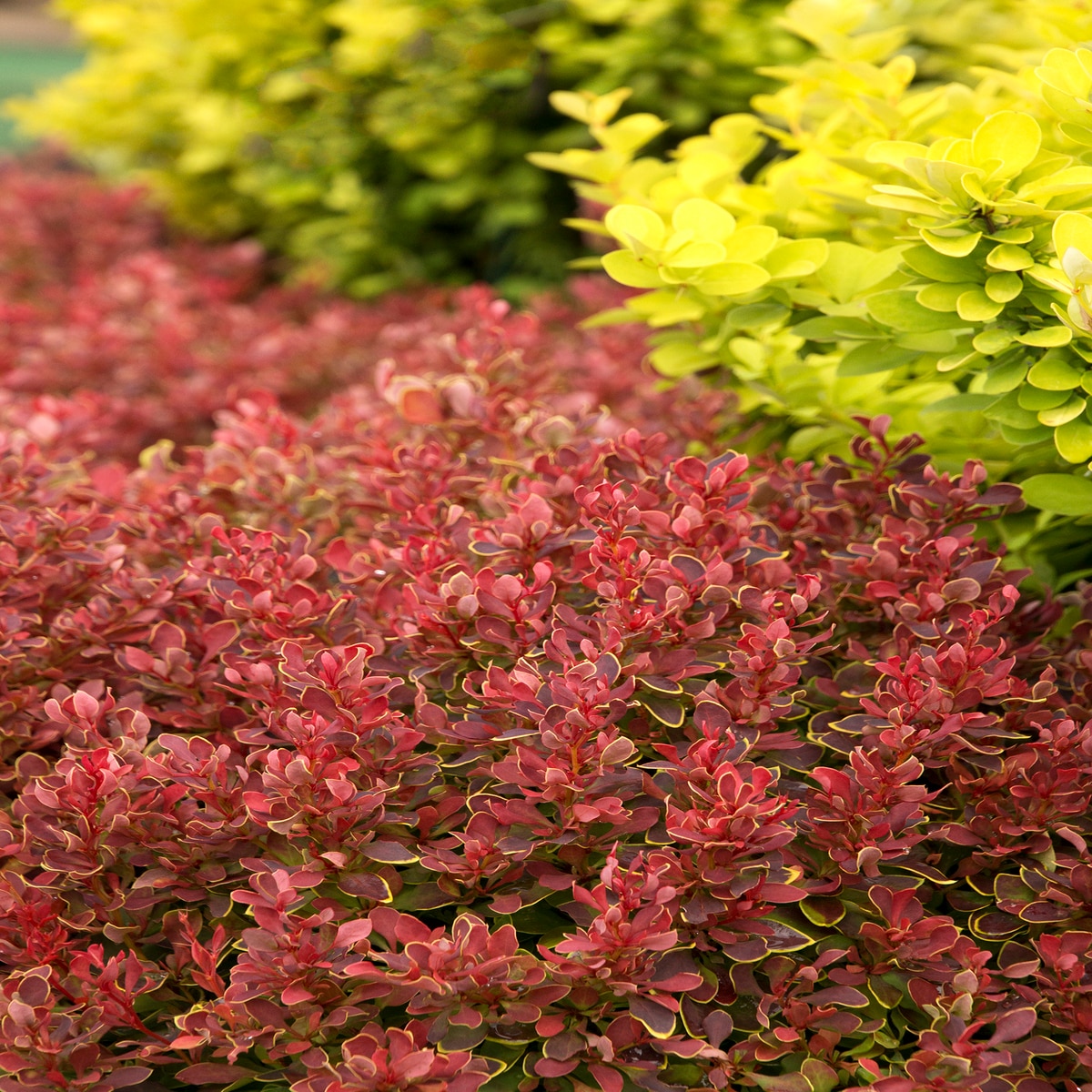 Berberis Thunbergii Goruzam Golden Ruby Japanese Barber | SiteOne