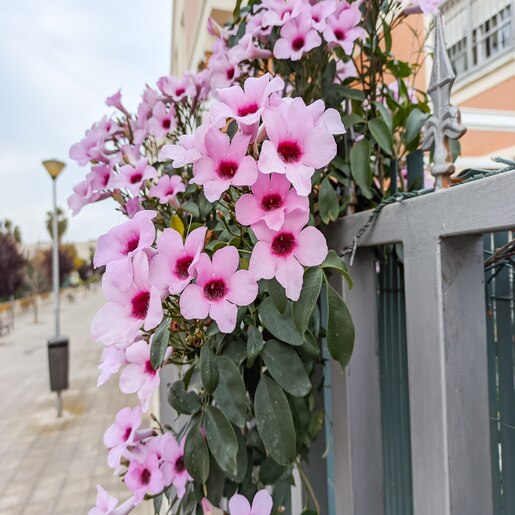 Pandorea Jasminoides Rosea Pink Bower Vine | SiteOne