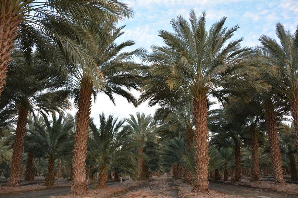 Phoenix Dactylifera Medjool Date Palm | SiteOne