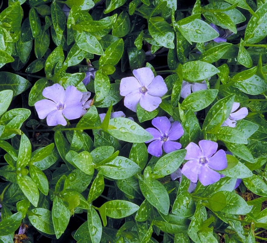Vinca Minor Common Periwinkle | SiteOne