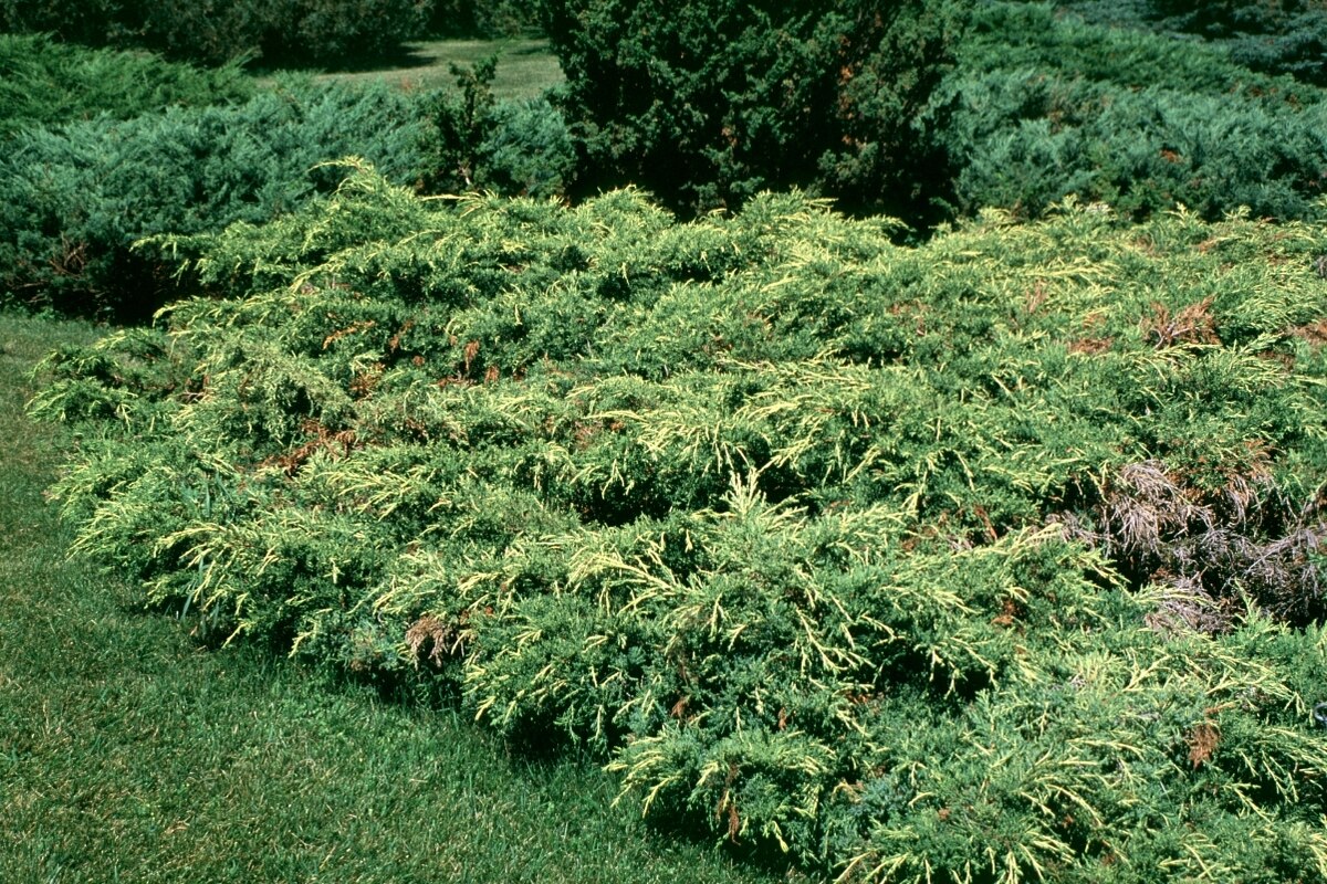 Juniperus X Pfitzeriana Pfitzeriana Aurea Pfitzer Junip | SiteOne