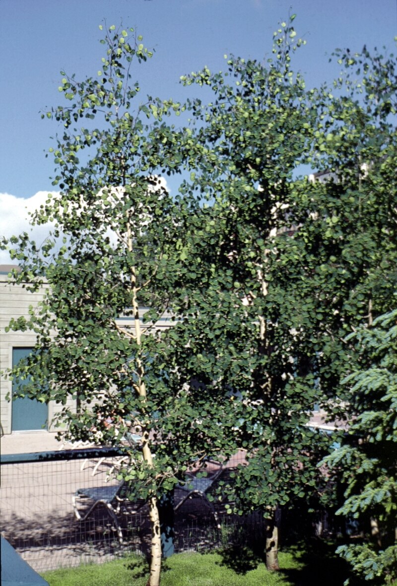 Populus Tremuloides Aspen | SiteOne