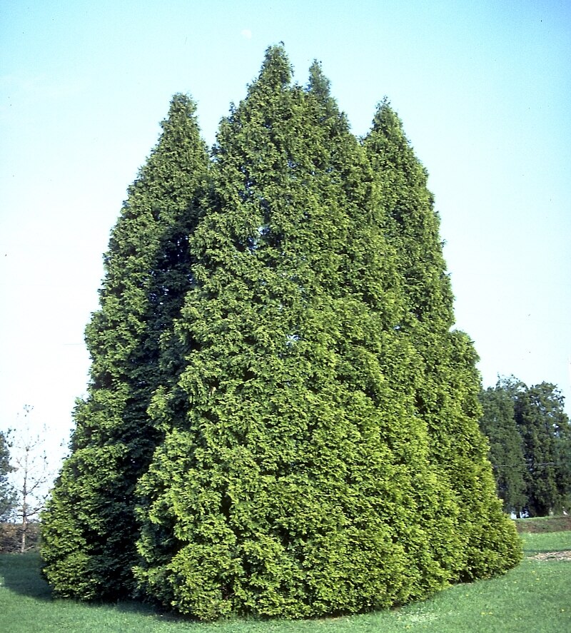 Thuja Occidentalis Pyramidalis Arborvitae | SiteOne