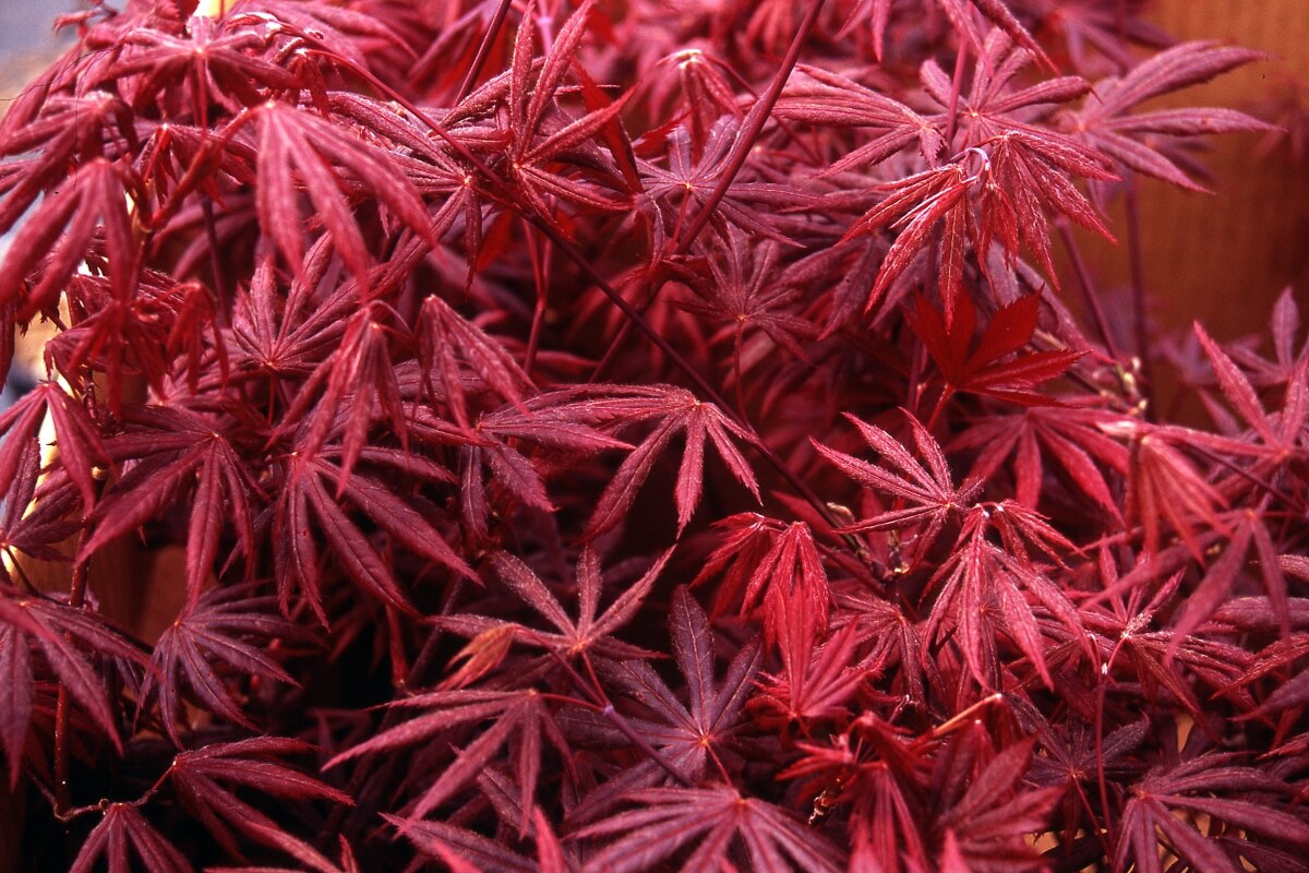 Acer Palmatum Trompenburg Japanese Maple | SiteOne