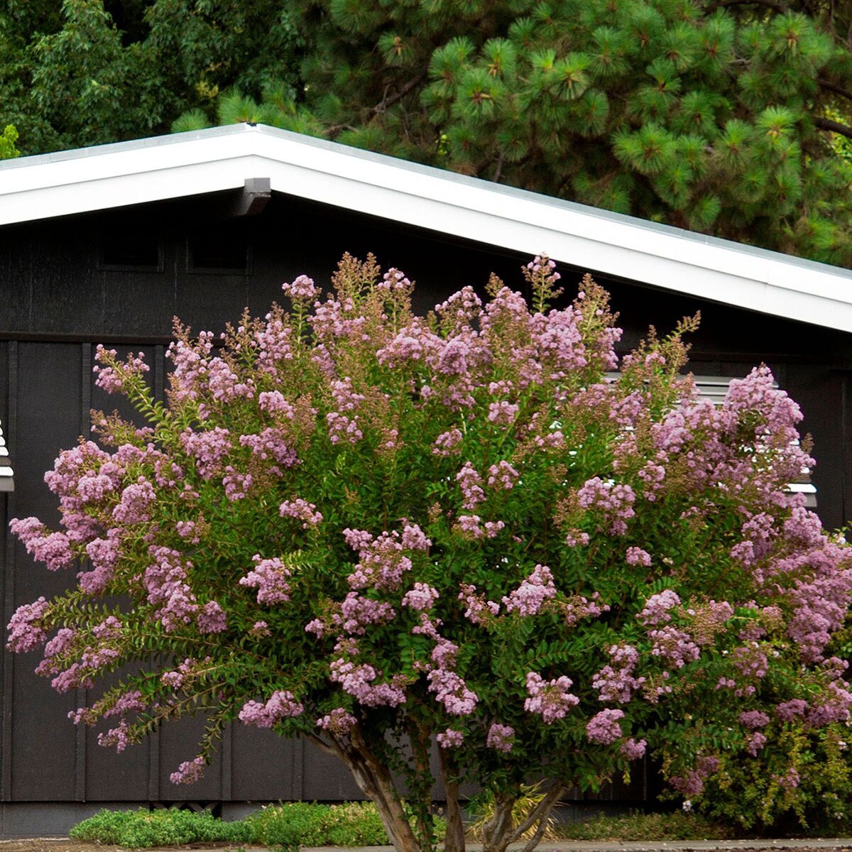 Lagerstroemia Indica X Fauriei Muskogee Crape Myrtle | SiteOne