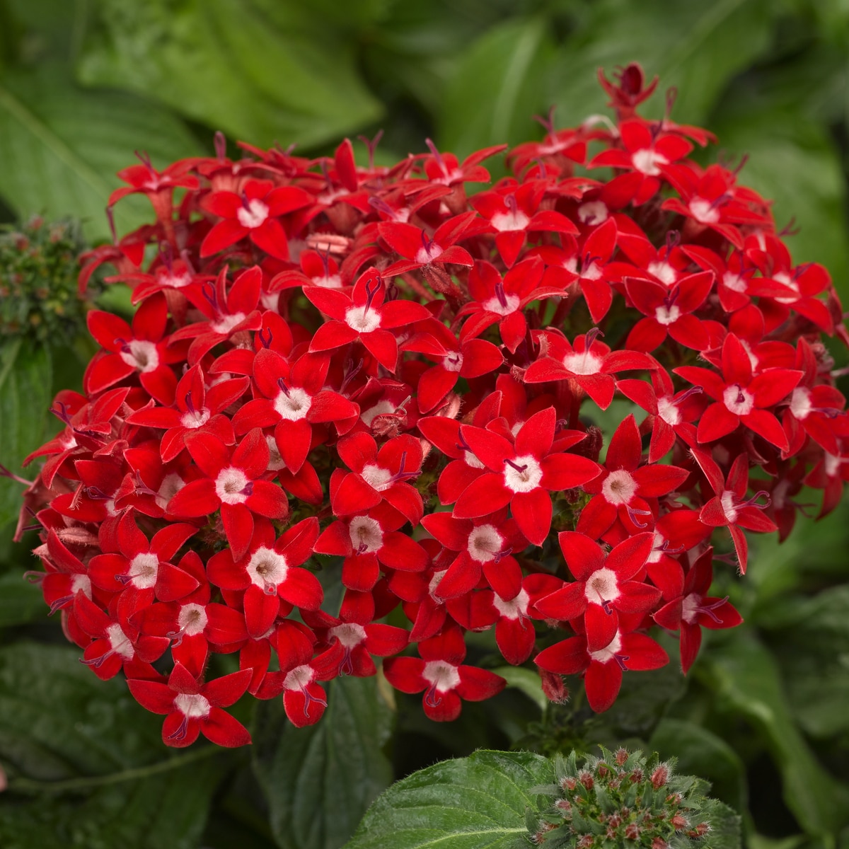 Pentas Lanceolata HoneyCluster Red Egyptian Star Flower | SiteOne