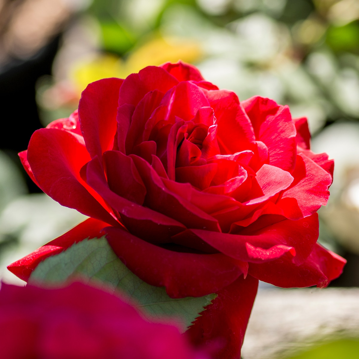 Rosa Floribunda Europeana Rose #3 Container | SiteOne