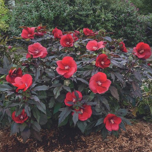 Hibiscus Moscheutos Midnight Marvel Rose Mallow | SiteOne