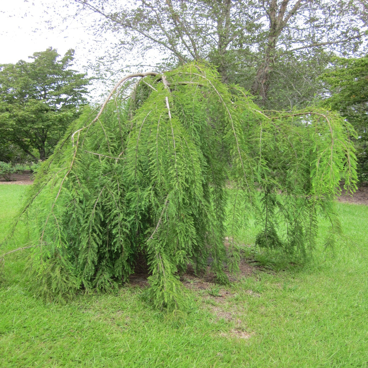 Taxodium Distichum Falling Waters Weeping Bald Cypress | SiteOne