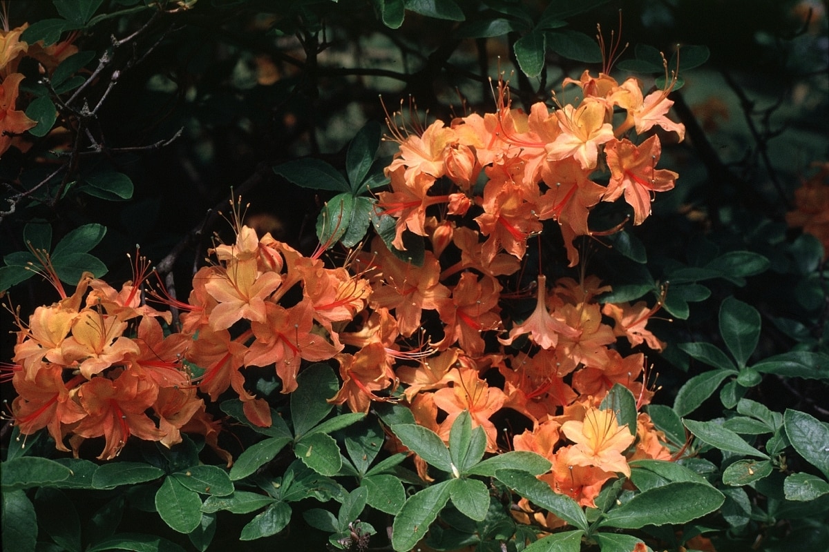 Rhododendron Calendulaceum Flame Azalea | SiteOne