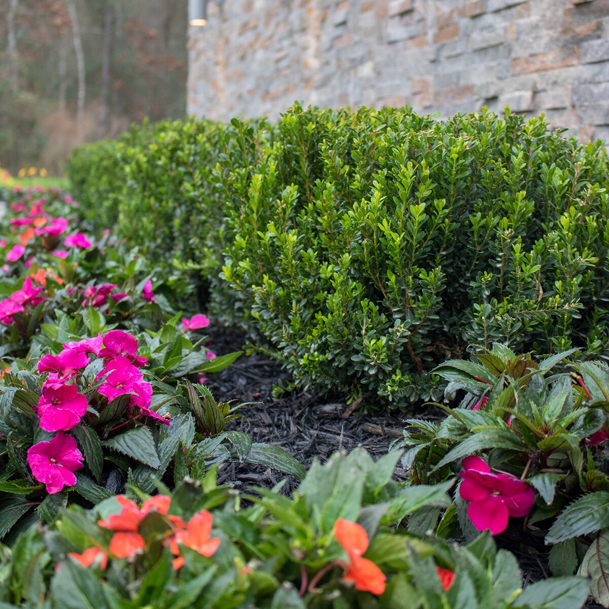 Buxus Microphylla var. Baby Jade Boxwood | SiteOne