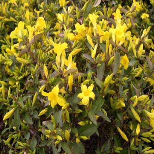 Gelsemium Sempervirens Butterscotch Yellow Jasmine | SiteOne