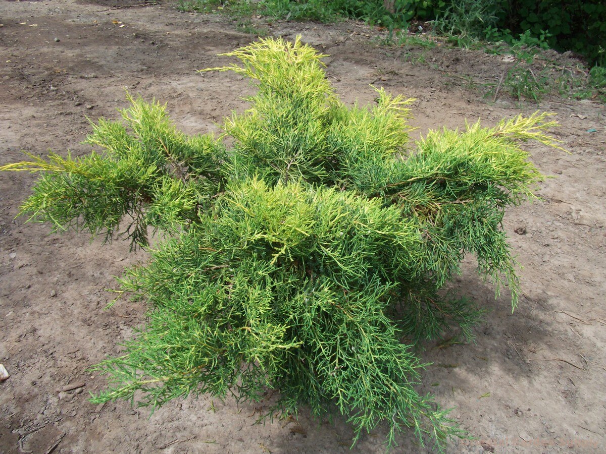 Juniperus X Pfitzeriana Saybrook Gold Juniper | SiteOne