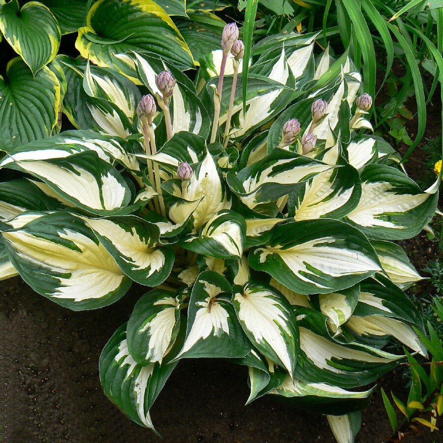 Hosta Fire and Ice Plantain Lily | SiteOne