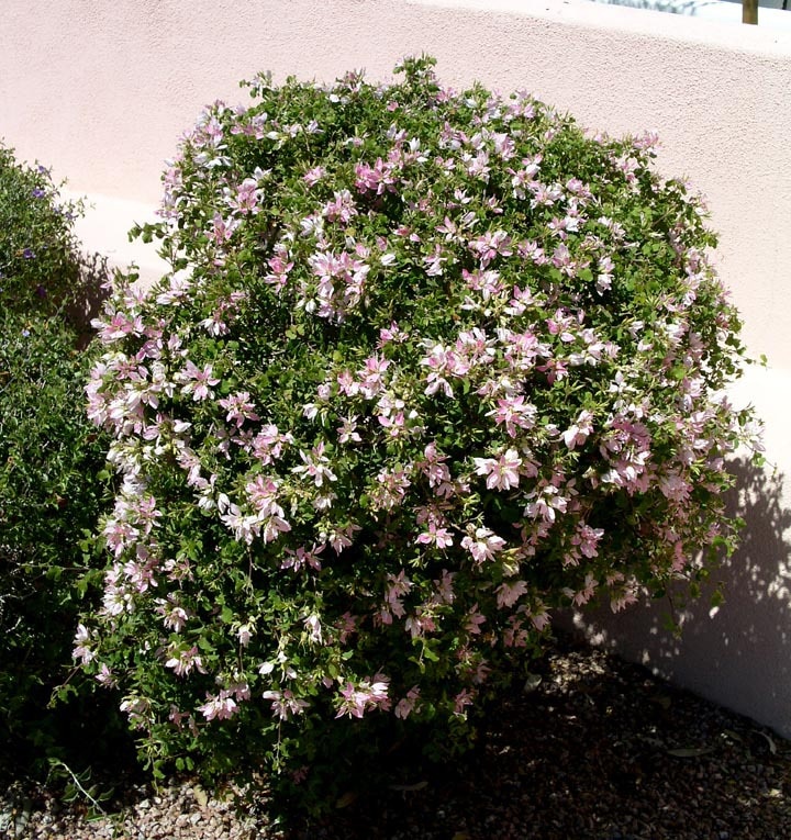 Bauhinia Lunariodes Anacacho Orchid Tree | SiteOne