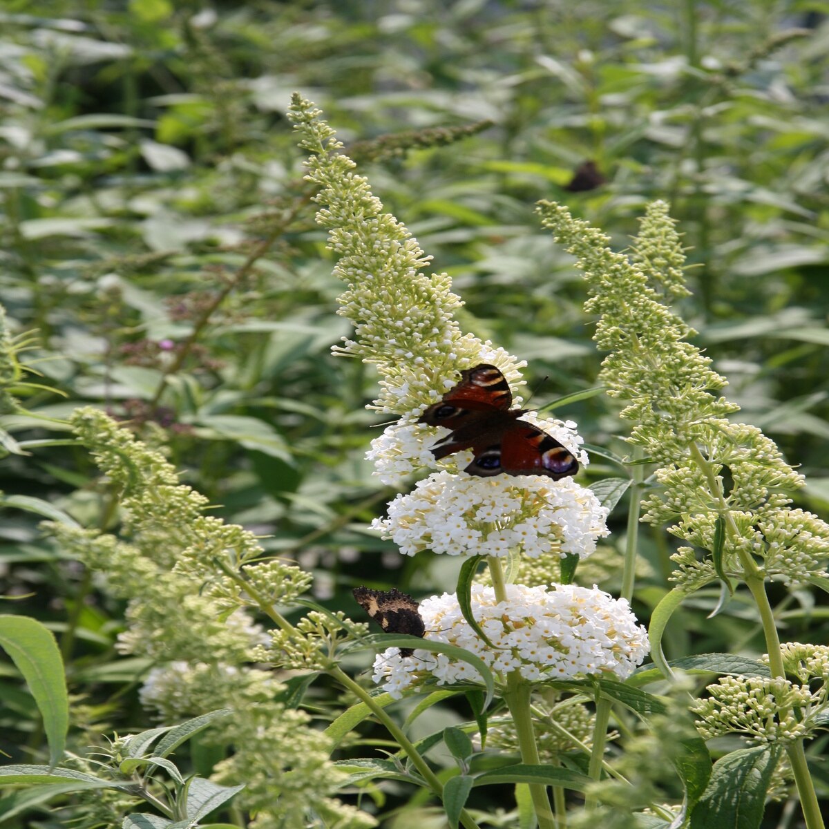 Buddleia Davidii var. Nanhoensis Nanho White Butterfly | SiteOne