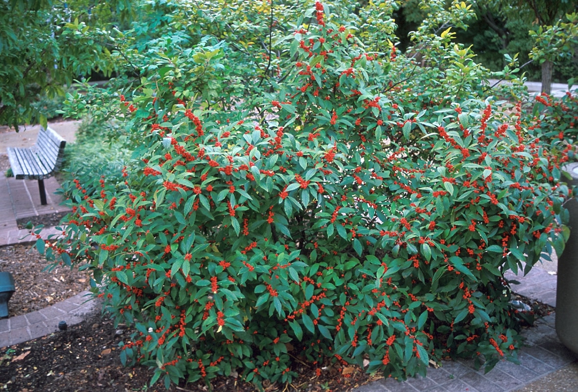 Ilex Verticillata Winter Red Winterberry | SiteOne