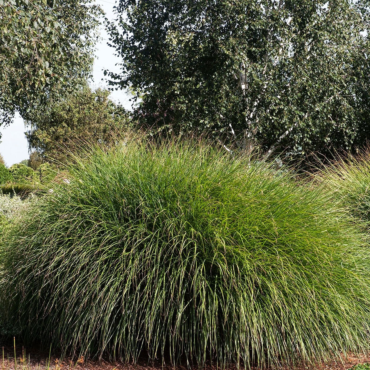 Miscanthus Gracillimus Maiden Grass
