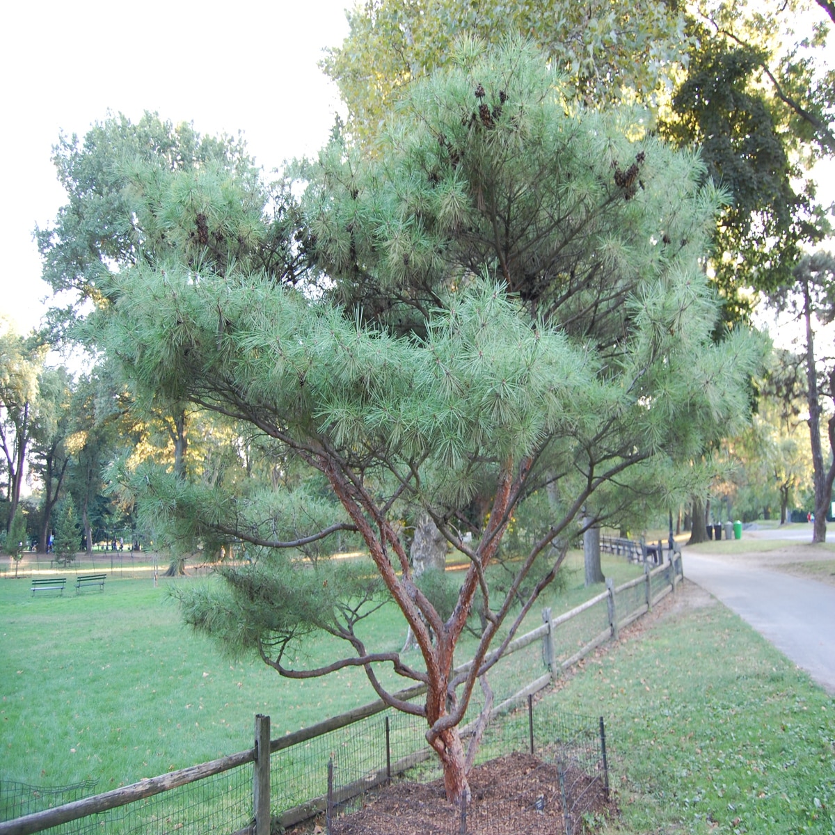 Pinus Densiflora Umbraculifera Compacta Japanese Red Pi | SiteOne