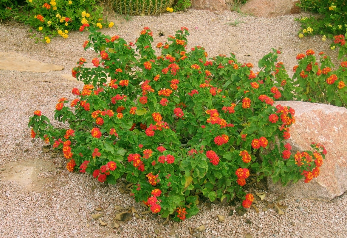 Lantana Camara Radiation Lantana | SiteOne