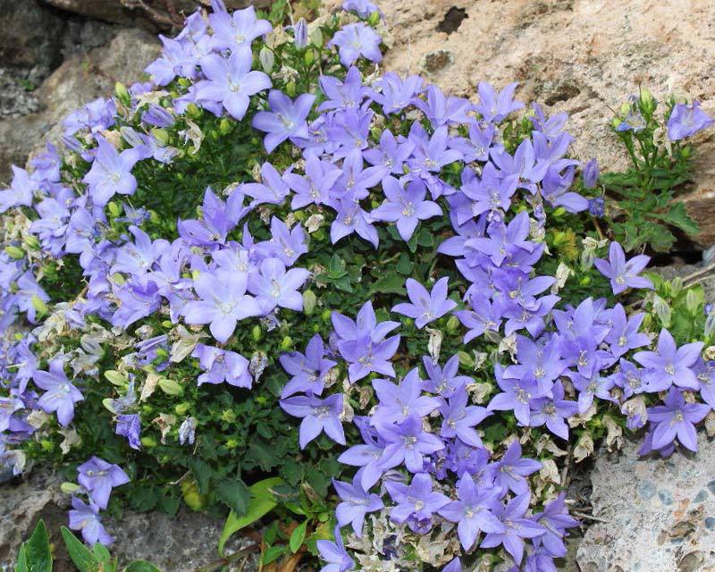 Campanula Isophylla Italian Bellflower | SiteOne