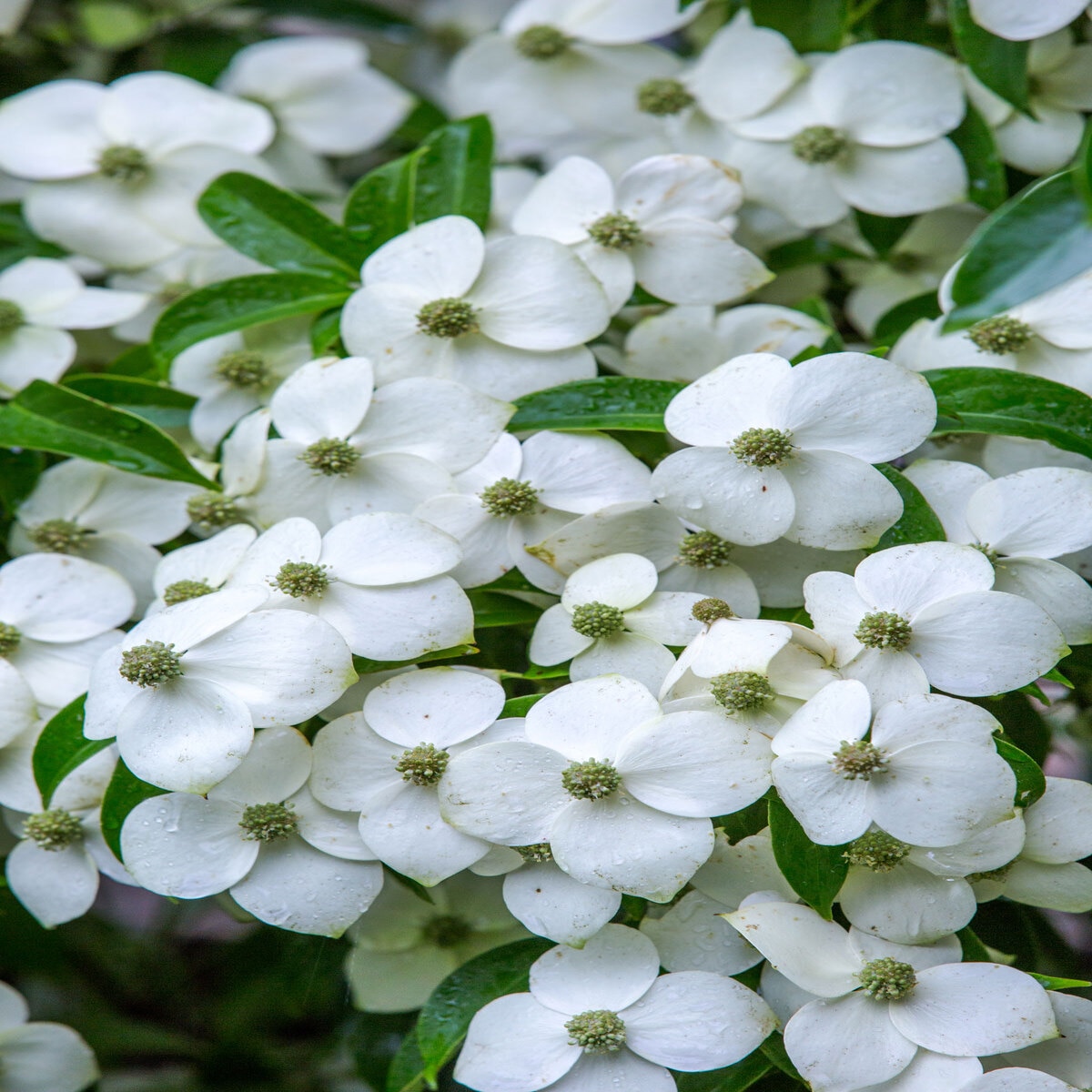 Cornus Angustata Elsbry Empress of China Dogwood | SiteOne