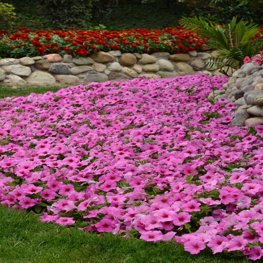Petunia X Hybrida Easy Wave Pink Passion Spreading Petu | SiteOne