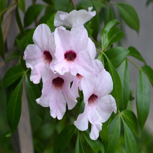 Pandorea Jasminoides Rosea Pink Bower Vine | SiteOne
