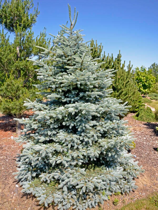 Picea P Baby Blue 6 ft. | Trees | SiteOne