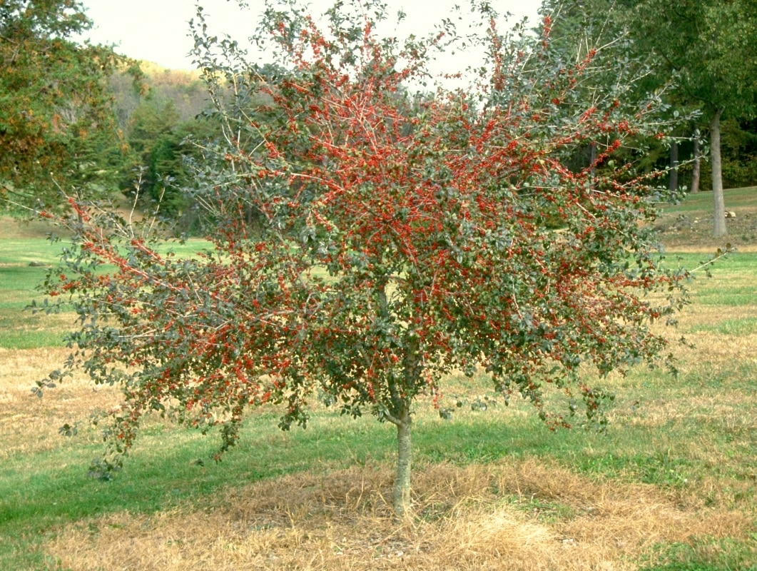 Ilex Decidua Warrens Red Possumhaw Holly | SiteOne
