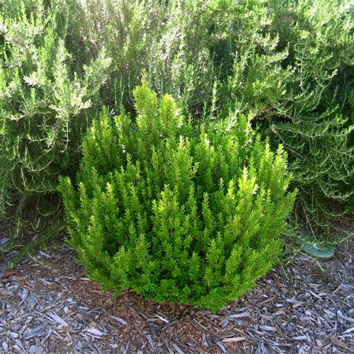 Myrtus Communis Compacta Dwarf Myrtle | SiteOne