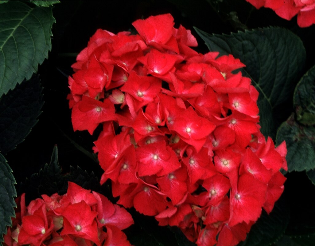 Hydrangea Macrophylla Cardinal Red Big Leaf Hydrangea | SiteOne