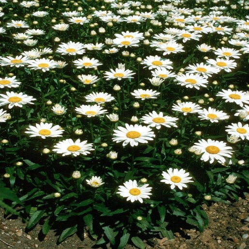 Leucanthemum X Superbum Snowcap Shasta Daisy | SiteOne