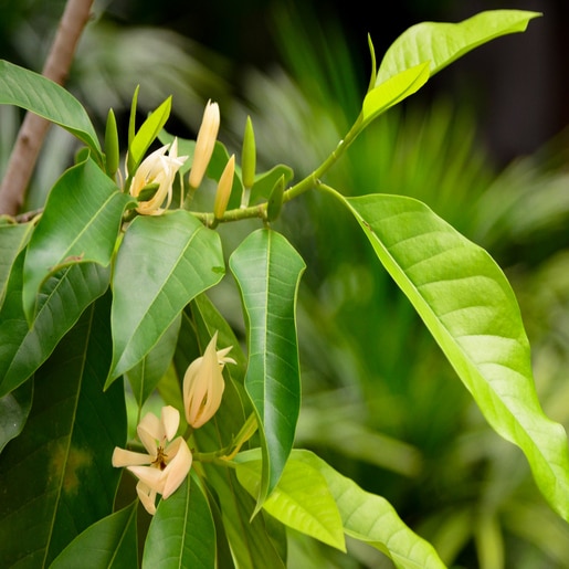 Michelia Champaca Himalayan Champaca | SiteOne