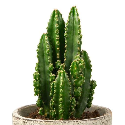 Cereus Peruvianus Peruvian Cactus | SiteOne