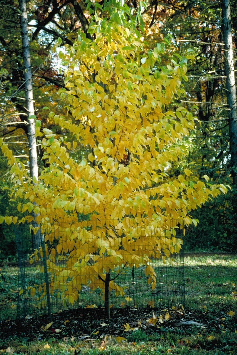 Betula Alleghaniensis Yellow Birch | SiteOne