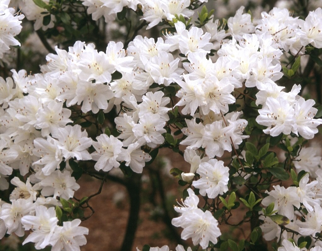 Rhododendron X Snow Azalea | SiteOne