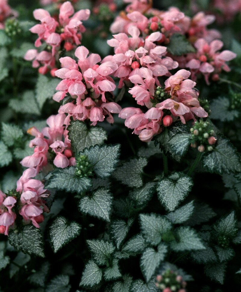 Lamium Maculatum Pink Pewter Deadnettle | SiteOne