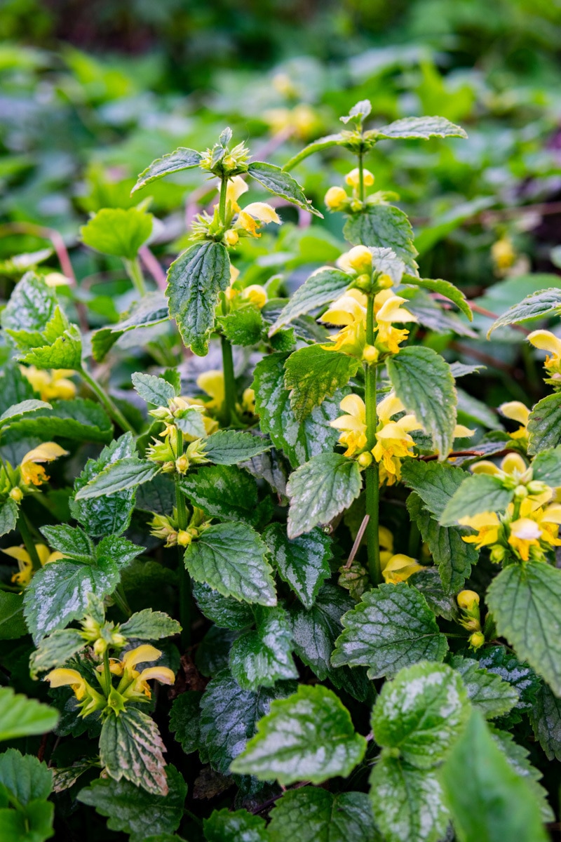 Lamiastrum Galeobdolan Variegatum Yellow Archangel | SiteOne