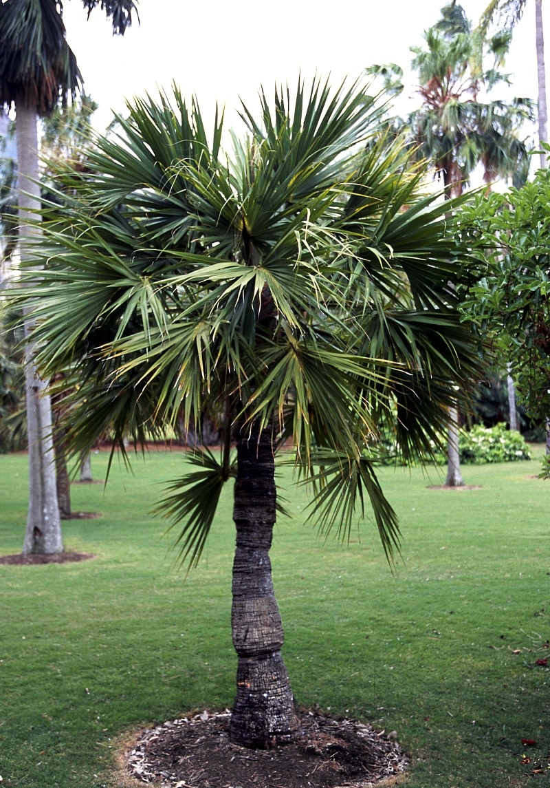 Sabal Minor Dwarf Palmetto Palm | SiteOne