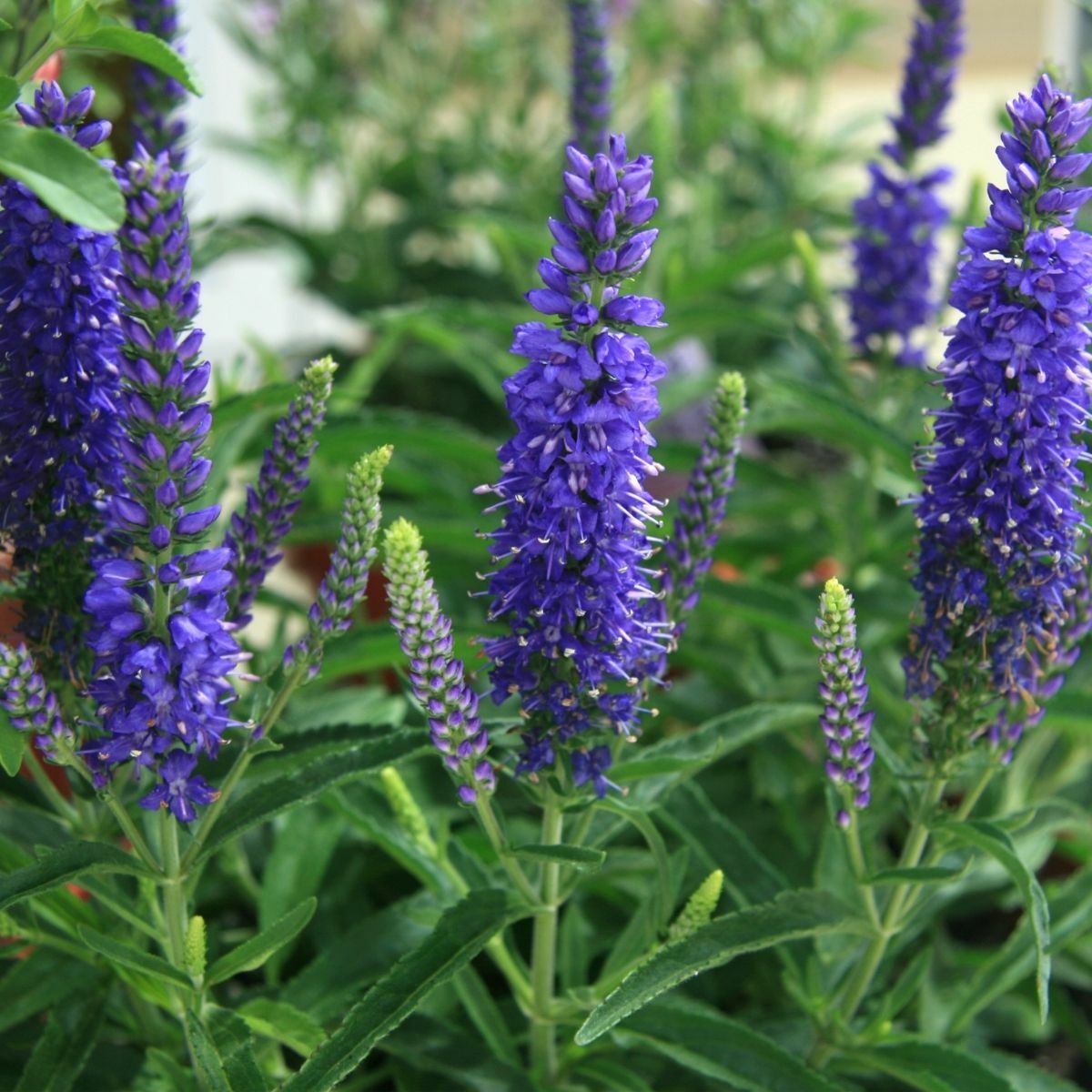 Veronica X Moody Blues Novaverblu Dark Blue Speedwell | SiteOne