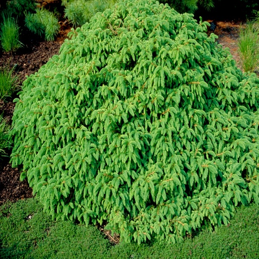 Picea Abies Pendula Prostrata Norway Spruce | SiteOne