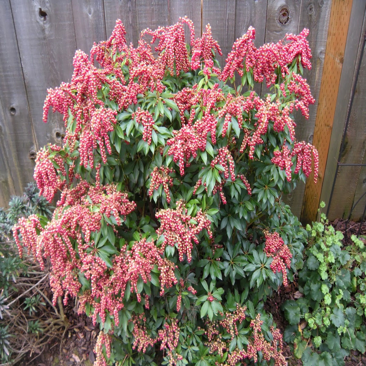 Pieris Japonica Valley Valentine Japanese Andromeda | SiteOne