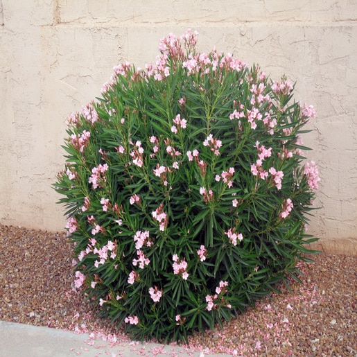 Nerium Oleander Petite Salmon Oleander | SiteOne