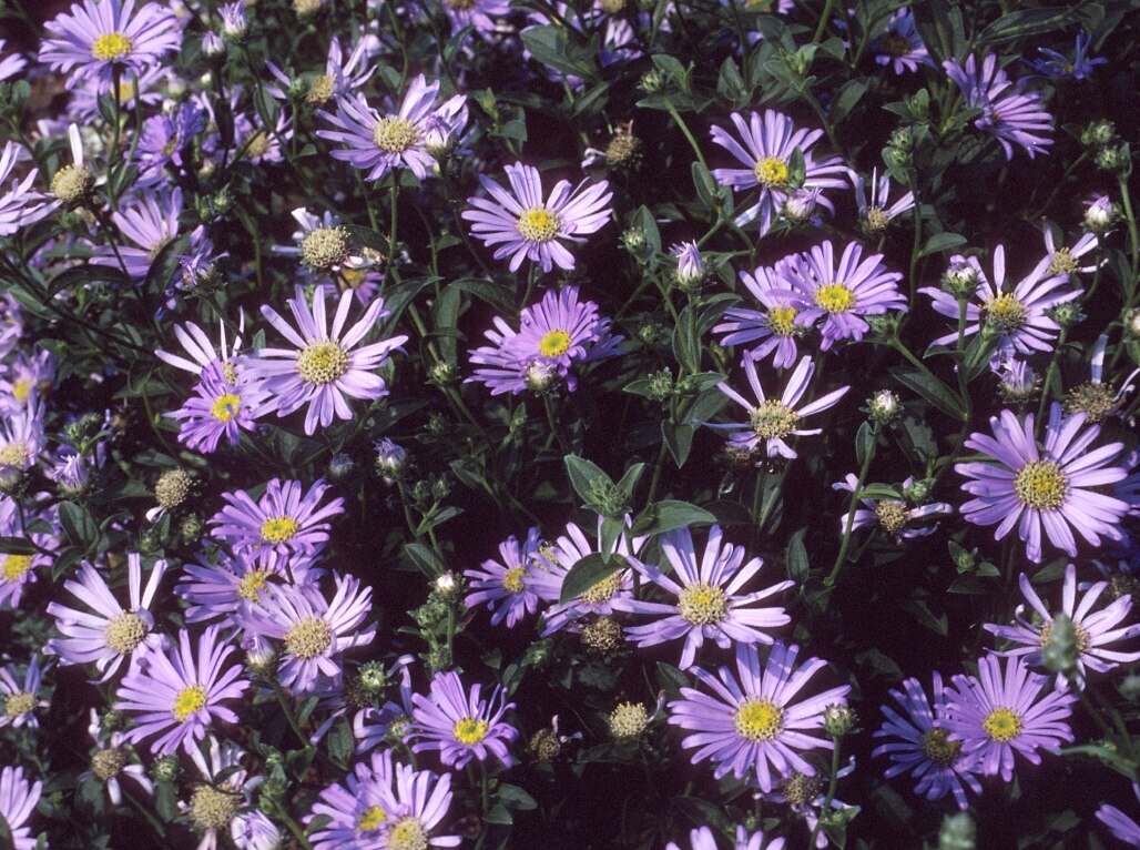 Aster X Frikartii Monch Aster | SiteOne