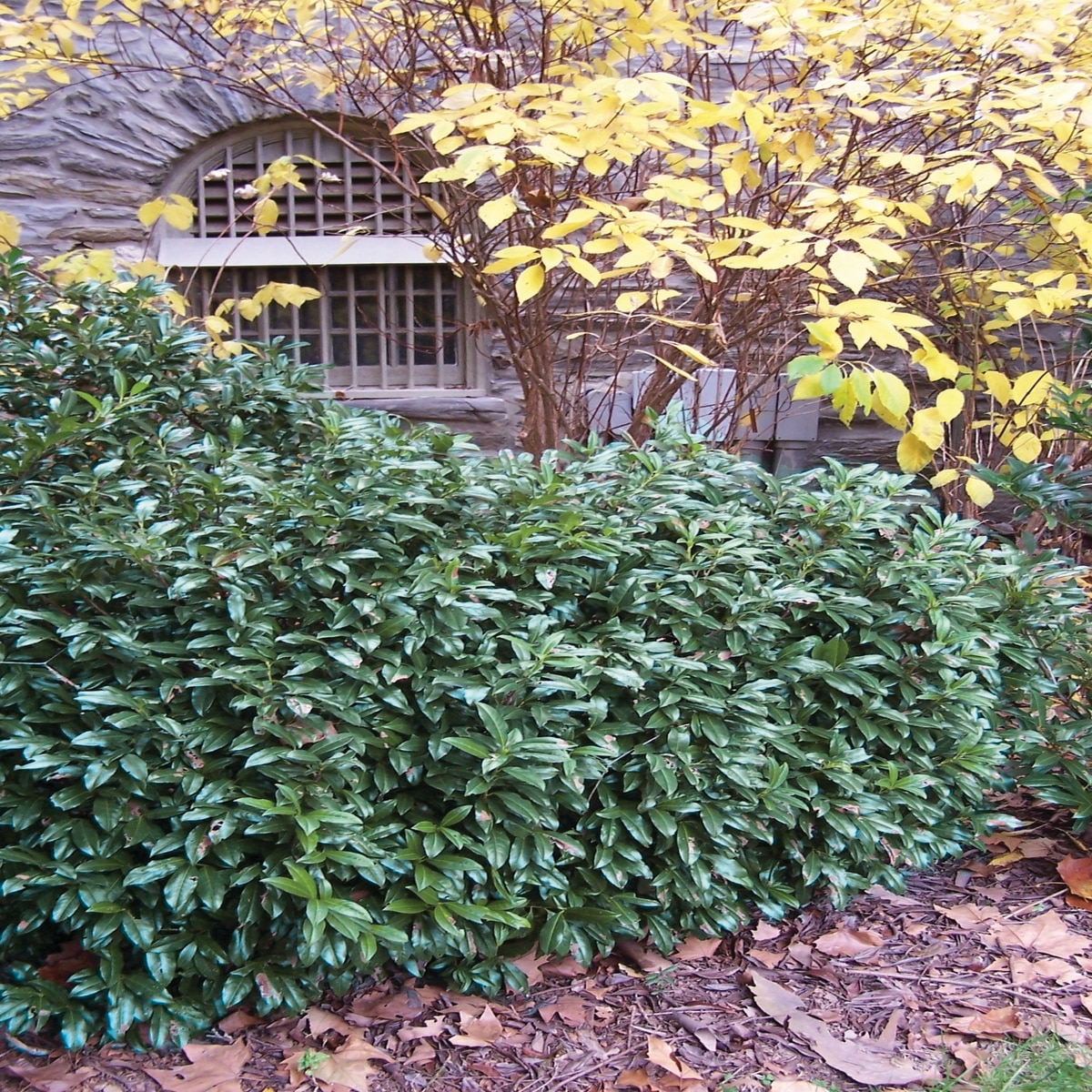 Prunus Laurocerasus Chestnut Hill Cherry Laurel | SiteOne