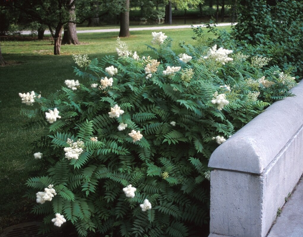 Sorbaria Sorbifolia False Spirea | SiteOne
