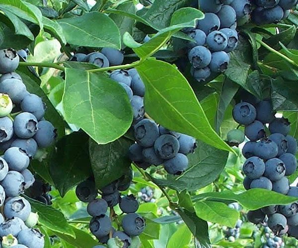 Vaccinium A Premier #3 | SiteOne