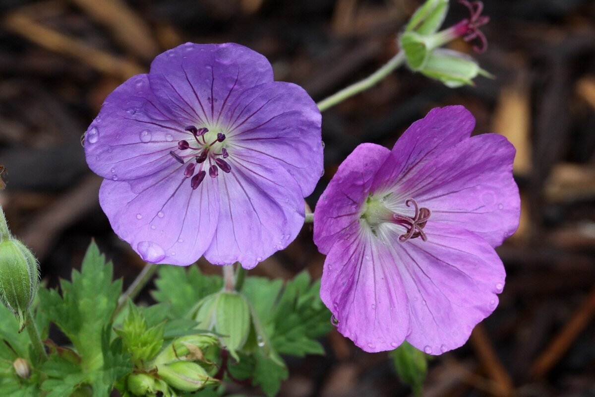 Geranium X Rozanne Geranium | SiteOne