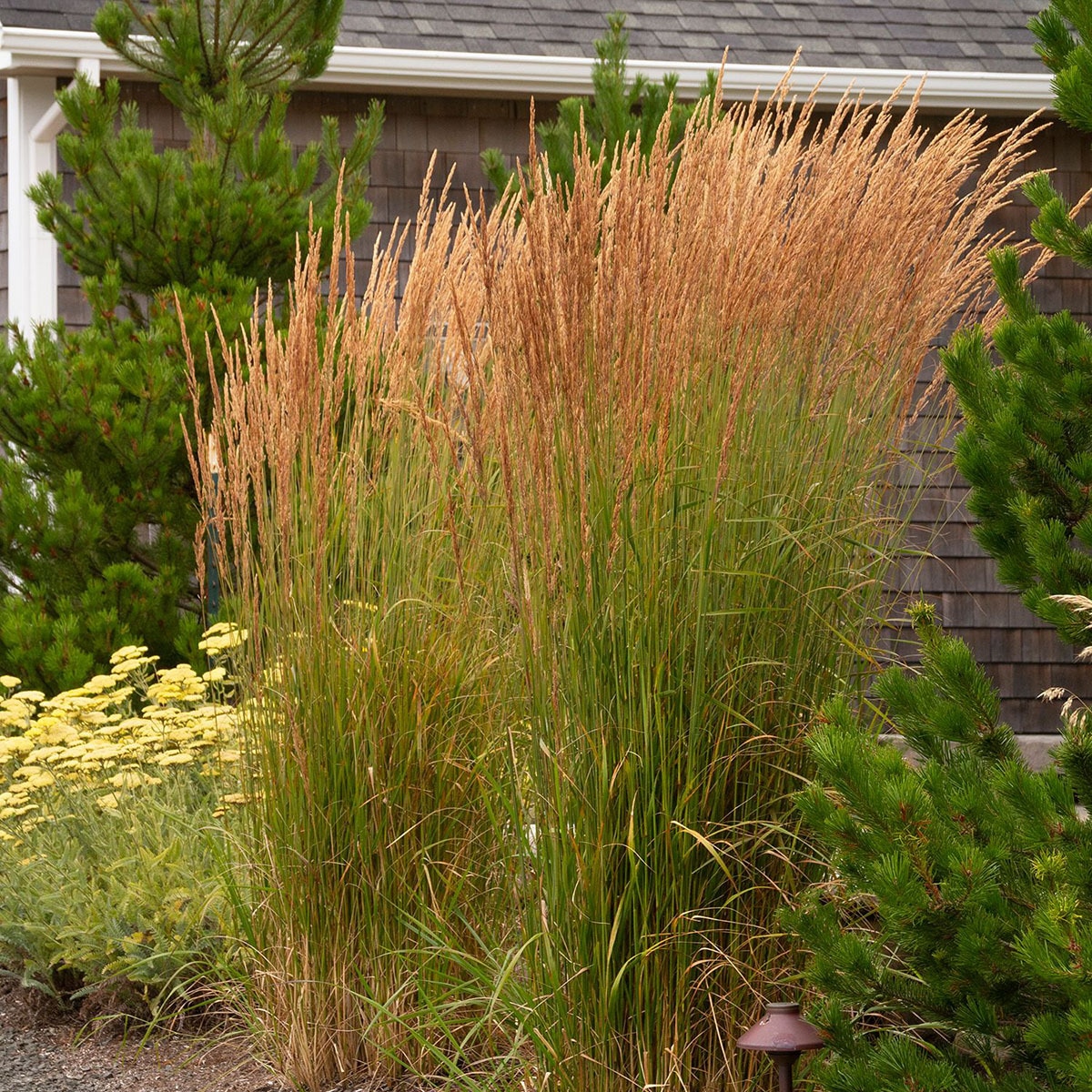 Calamagrostis X Acutiflora Karl Foerster Feather Reed G | SiteOne